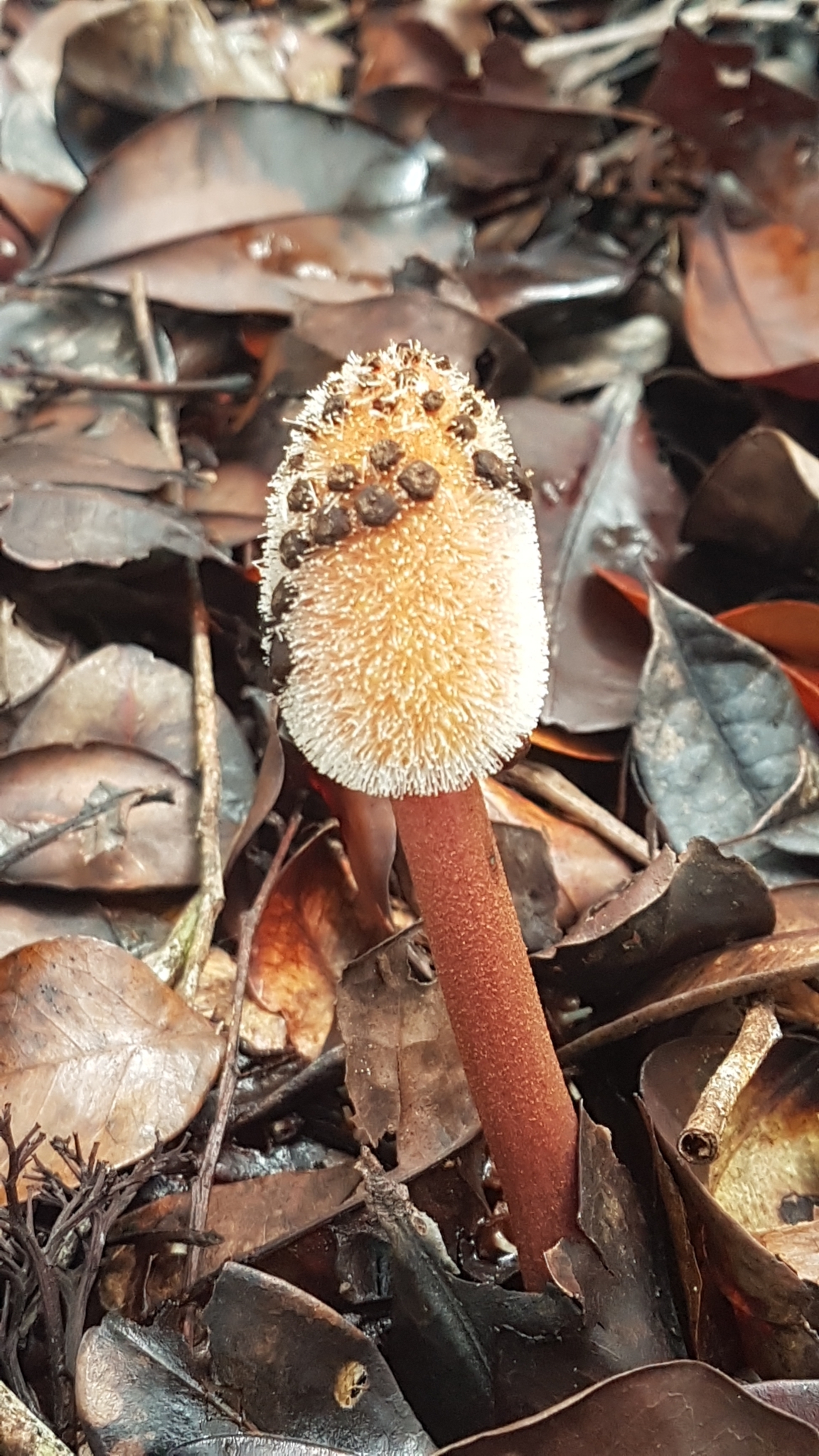 Helosis cayennensis (Sw.) Spreng.