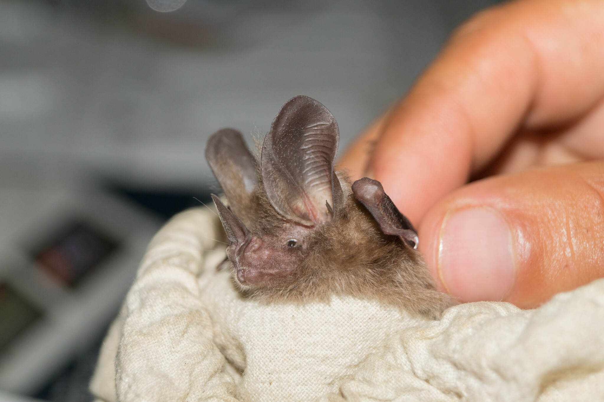 Micronycteris microtis Miller, 1898