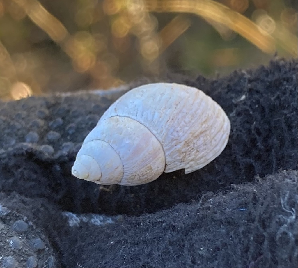 Drymaeus sulcosus from San Sebastian Huehuetenango, Huehuetenango, GT ...