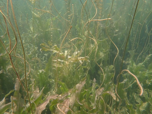 Variety Ottelia acuminata crispa · iNaturalist