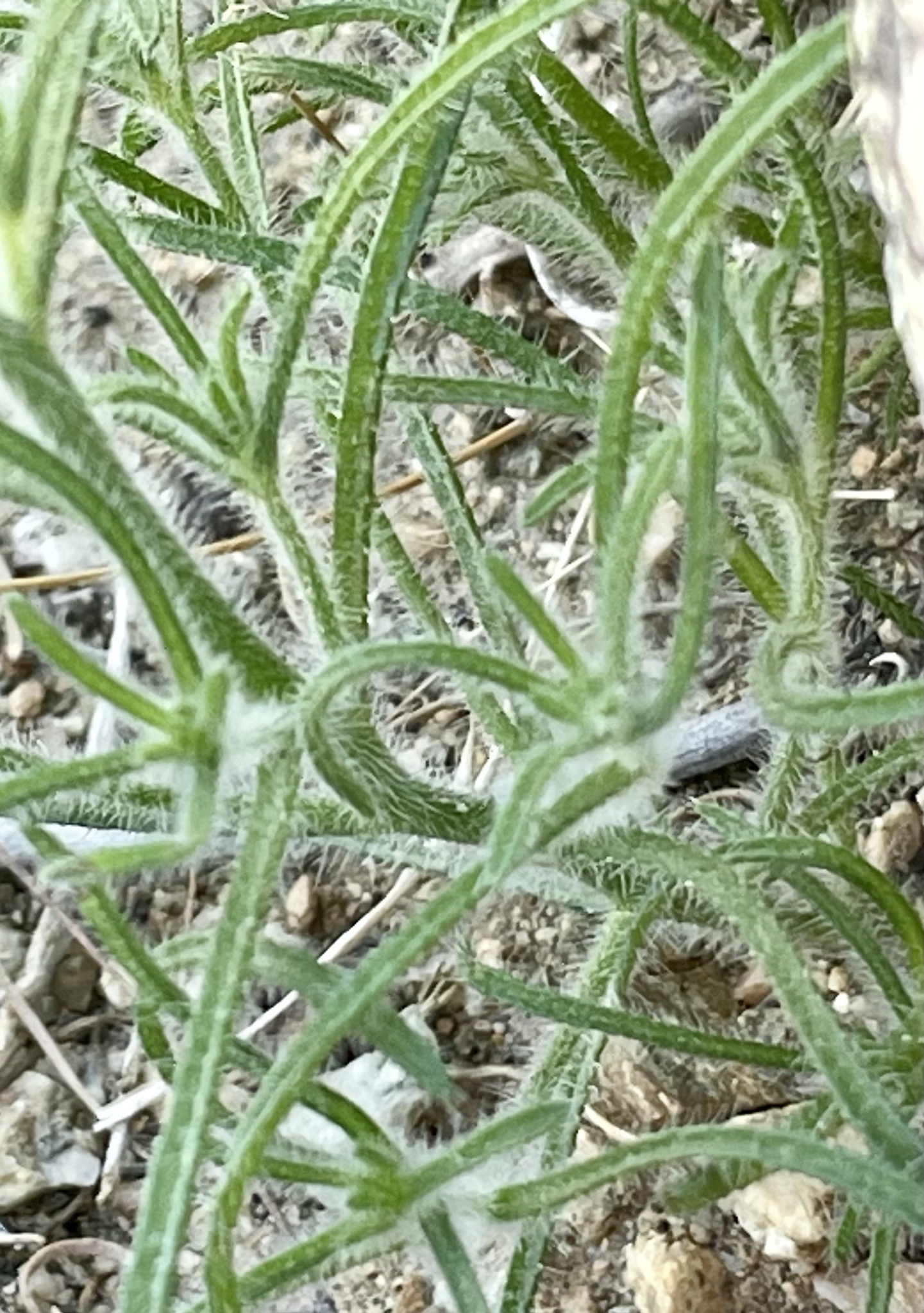 Cryptantha maritima (Greene) Greene
