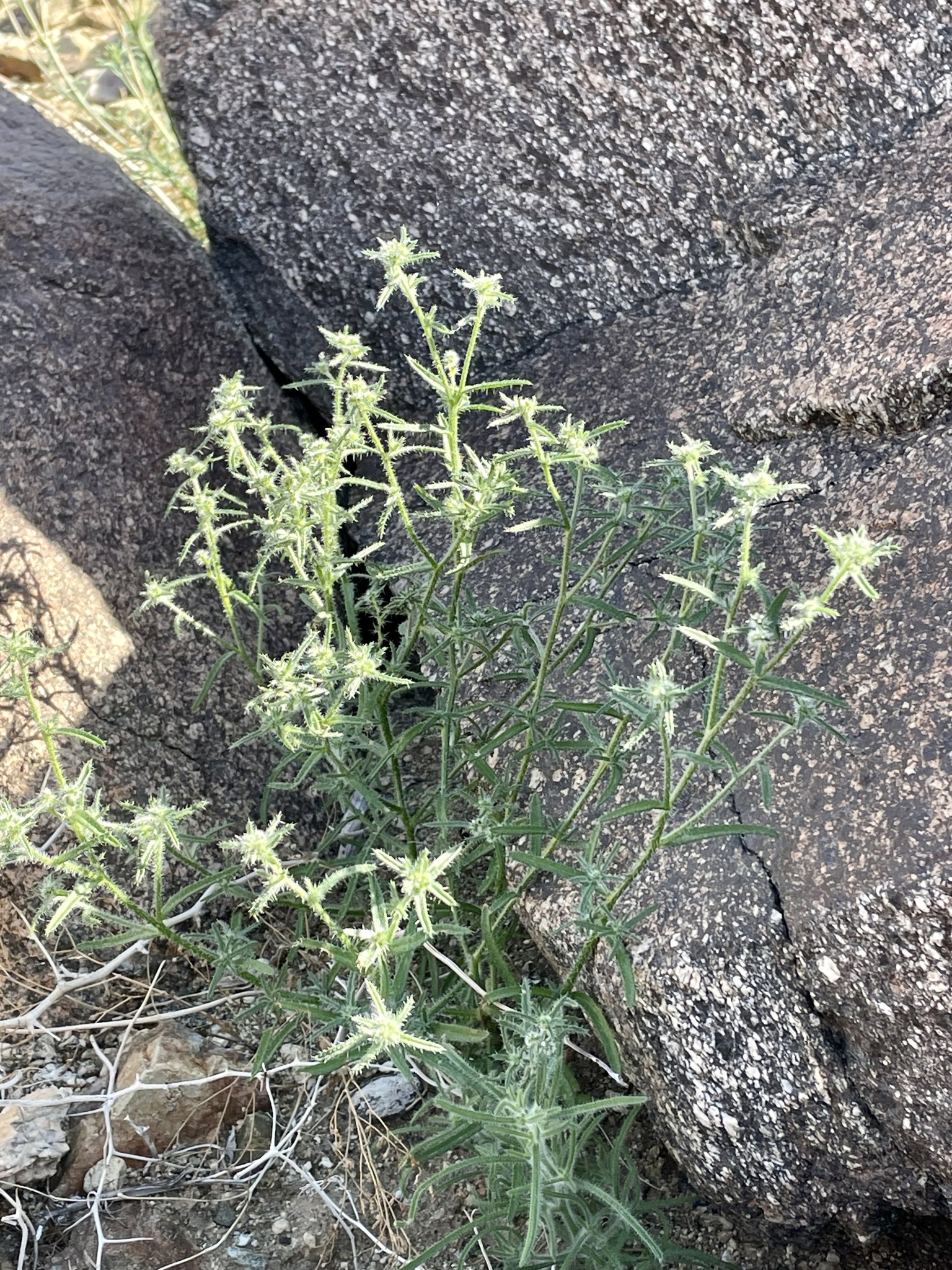 Cryptantha maritima (Greene) Greene