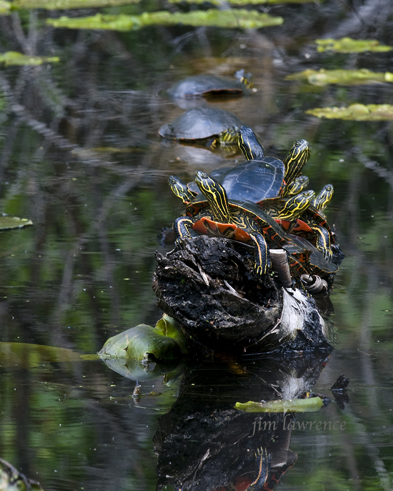 Western Painted Turtle from Central Kootenay, BC, Canada on June 2 ...