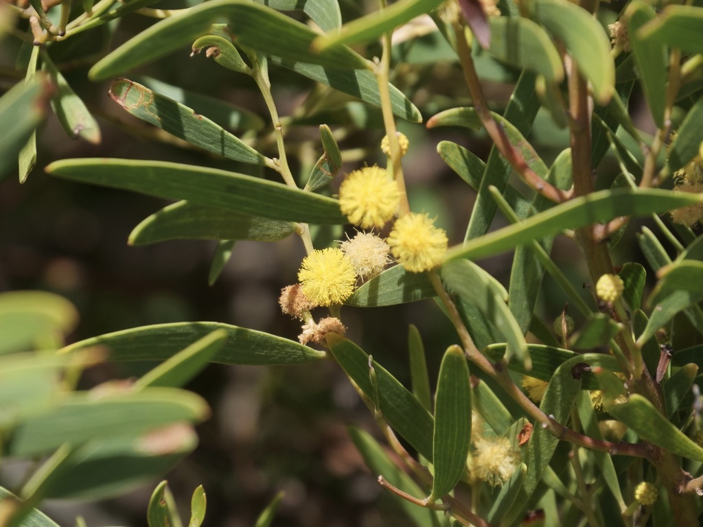 western coastal wattle from Ocean Beach WA 6333, Australia on February ...