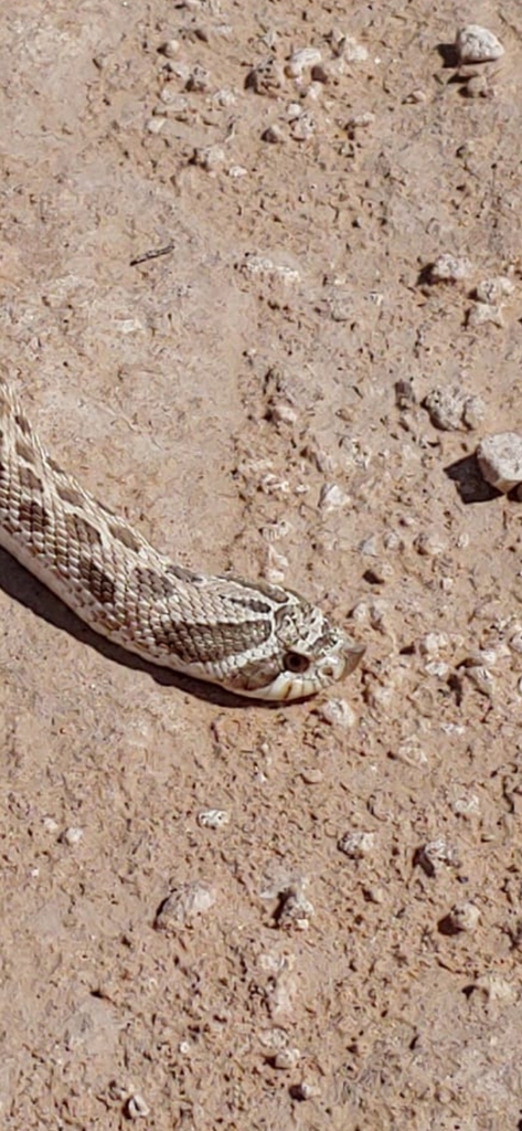 Mexican Hognose Snake from Municipio de Juárez, Chih., México on ...