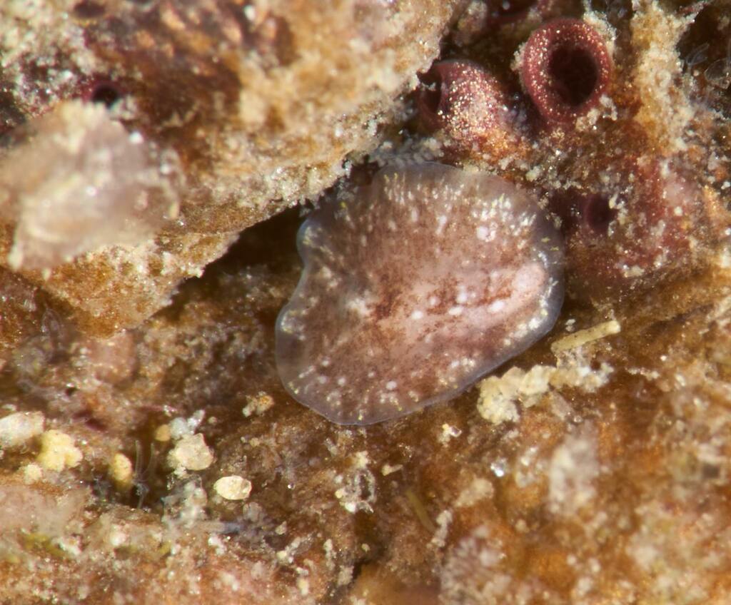 Cycloporus from Otakou Wharf, Otago, New Zealand on February 3, 2023 at ...