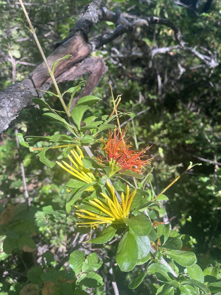 Desmaria mutabilis from Vilches, San Clemente, Maule, CL on January 5 ...