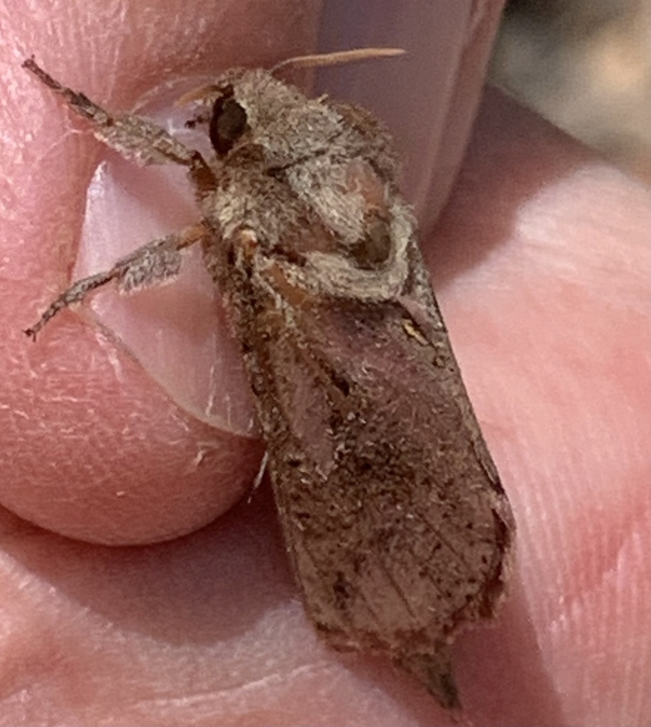 Elhamma in February 2023 by Stephanie Haygarth · iNaturalist