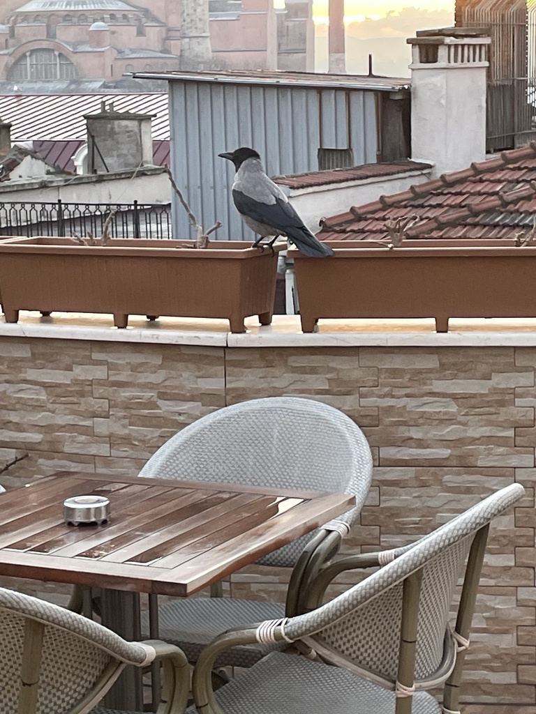 Hooded Crow from Catalcesme Sk., Fatih, Istanbul, TR on February 3 ...