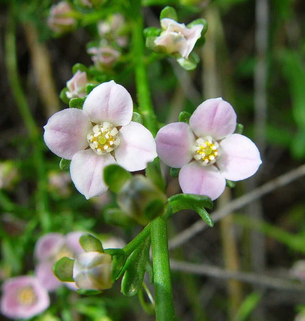 Blue Boronia from Bowgada WA 6623, Australia on September 25, 2003 by ...