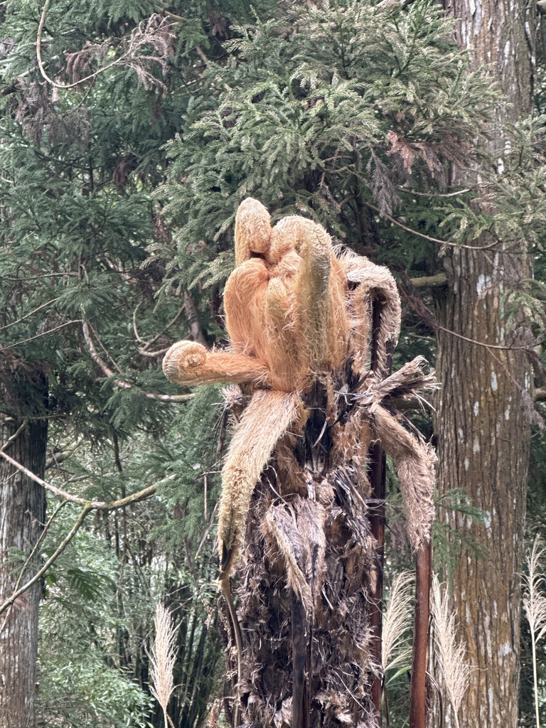 Flying Spider Monkey Tree Fern from 坪林區, TW on February 3, 2023 at 01: ...