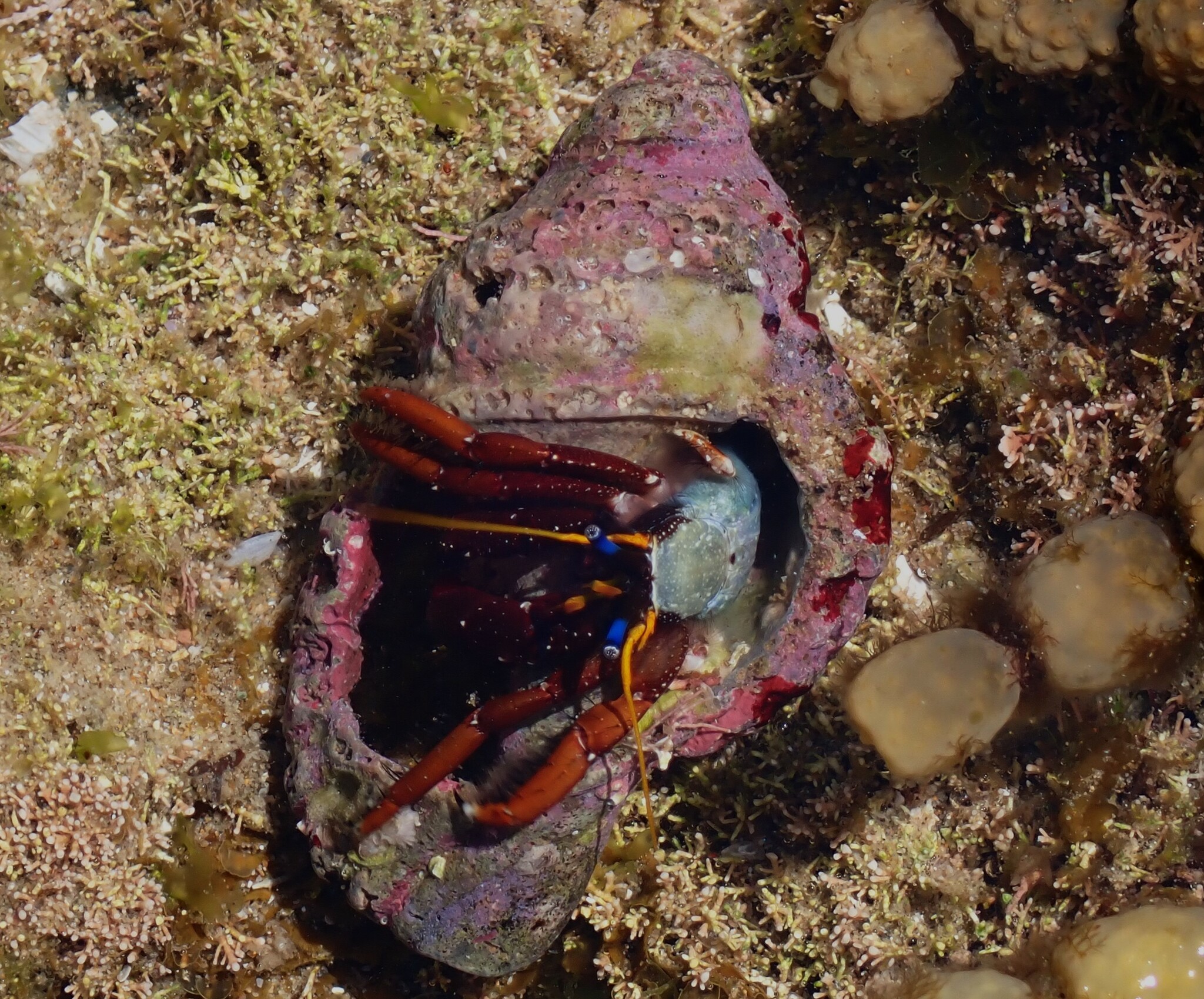 Calcinus morgani Rahayu & Forest, 1999