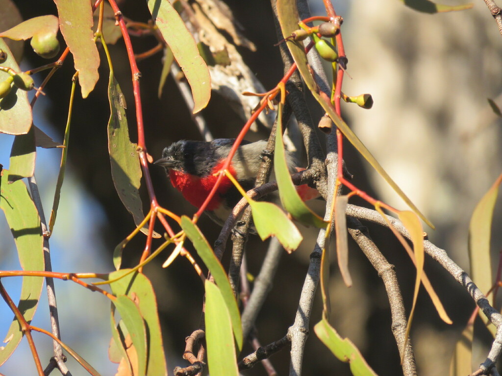 Mistletoebird from Bogee NSW 2849, Australia on September 17, 2016 at ...