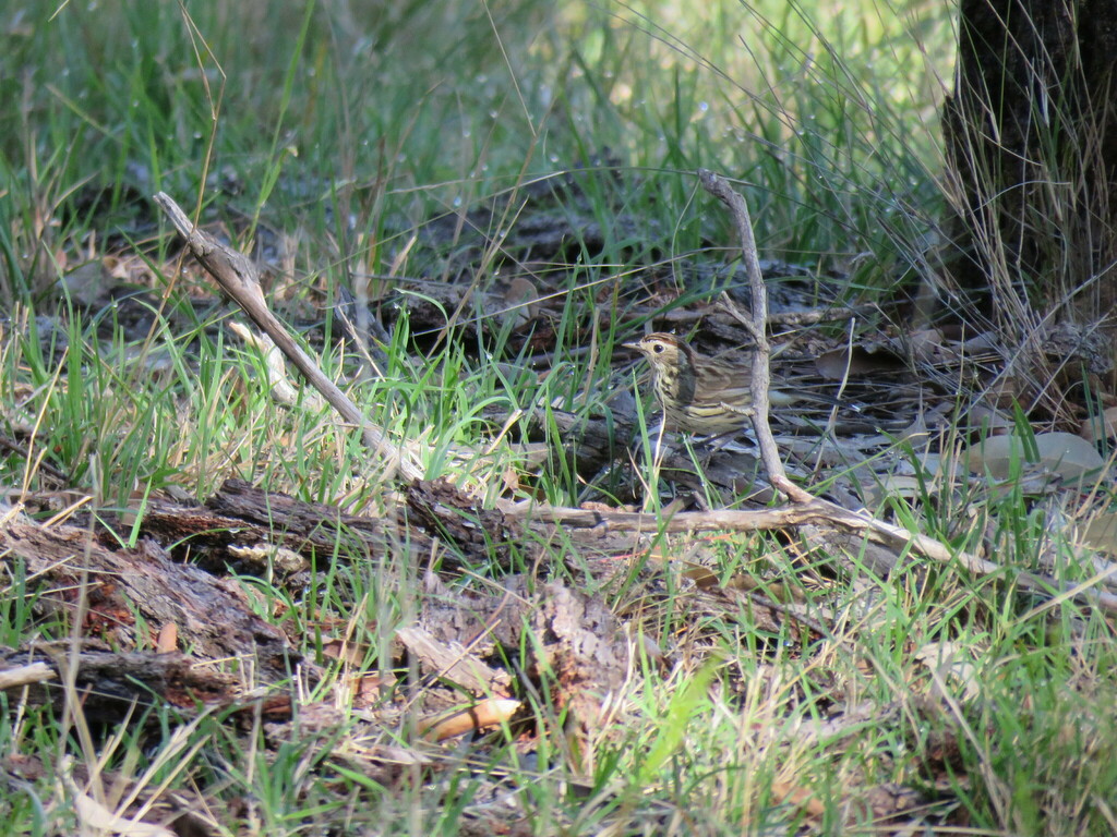 Speckled Warbler from Bogee NSW 2849, Australia on September 17, 2016 ...