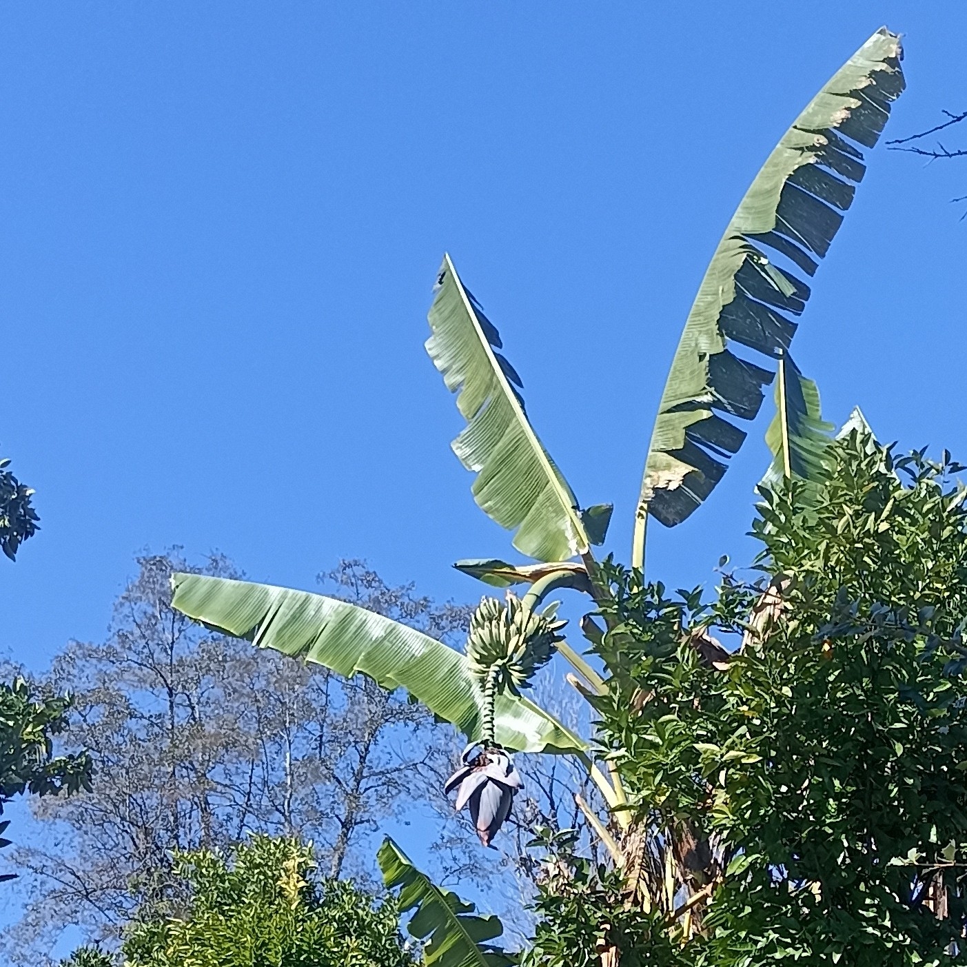 Musa ×paradisiaca L.