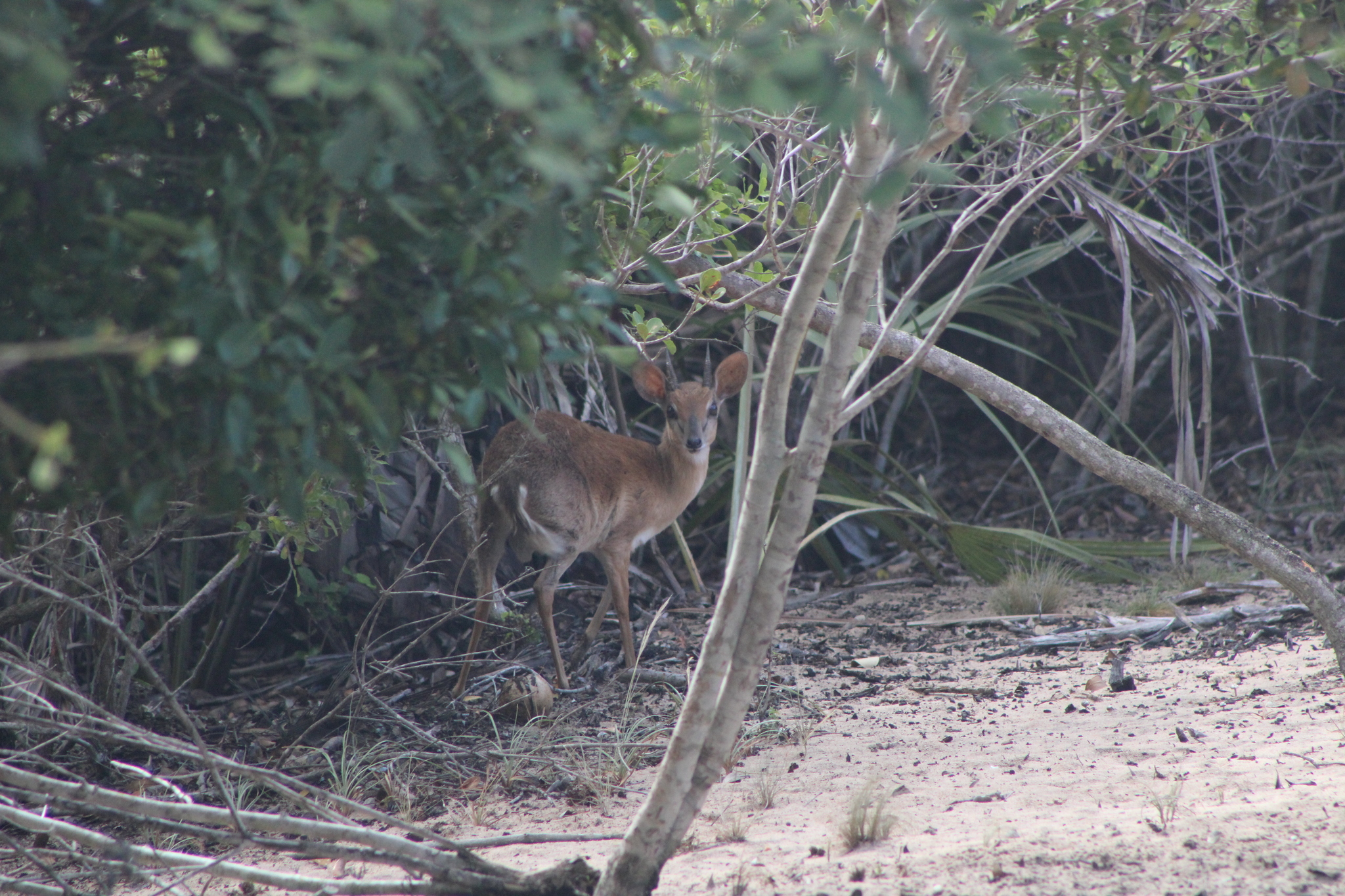 Neotragus moschatus (Von Dueben, 1846)