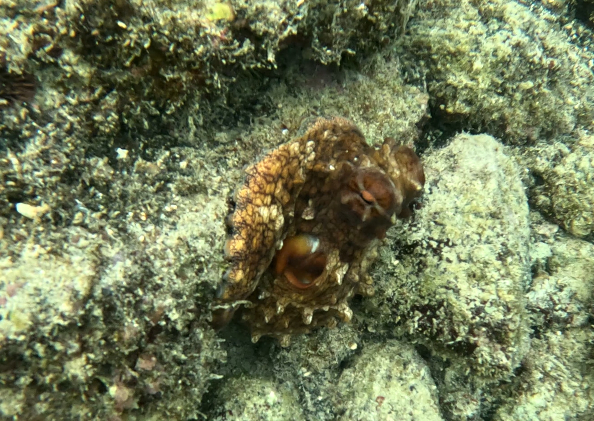 Octopus cyanea Gray, 1849