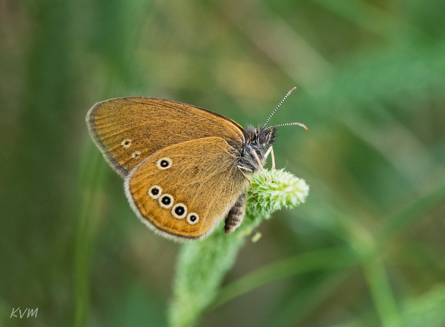 False Ringlet in June 2018 by Виктор Колесников · iNaturalist