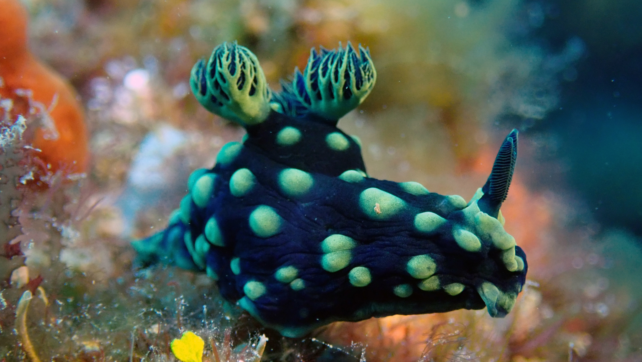 Nembrotha cristata Bergh, 1877