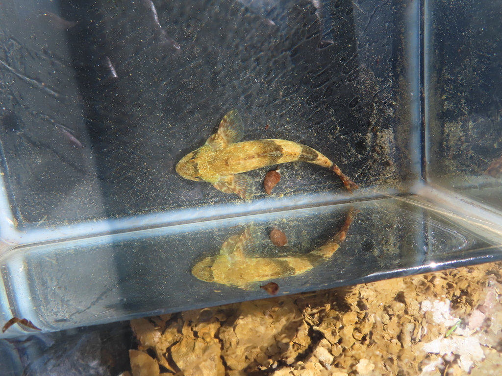 Torrentfish in February 2023 by Lloyd Esler. Only place I have seen ...