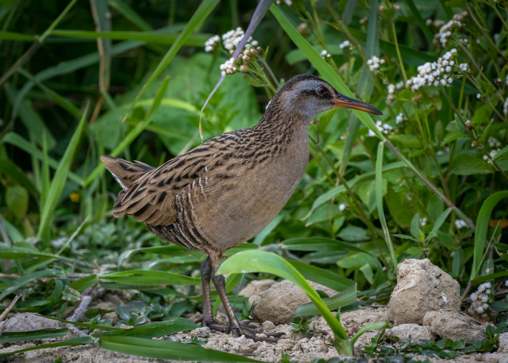 Rallus indicus Blyth, 1849