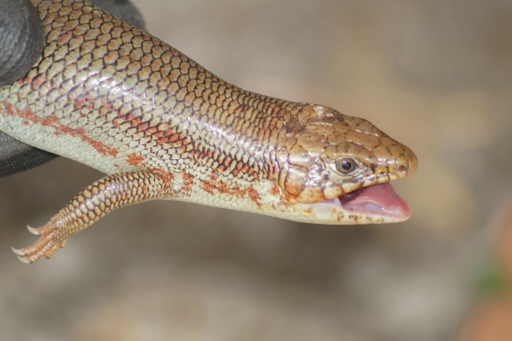 Great Plains Skink from Gral Bravo, N.L., Mexico on June 20, 2022 at 05 ...