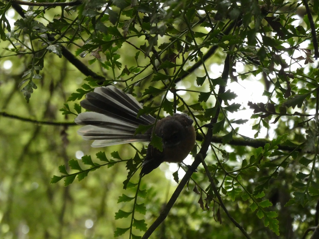 North Island Fantail from 55 Taitua Road, Temple View, Hamilton 3289 ...