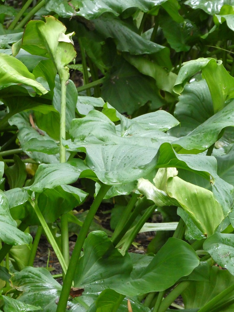 calla lily from 55 Taitua Road, Temple View, Hamilton 3289, New Zealand ...