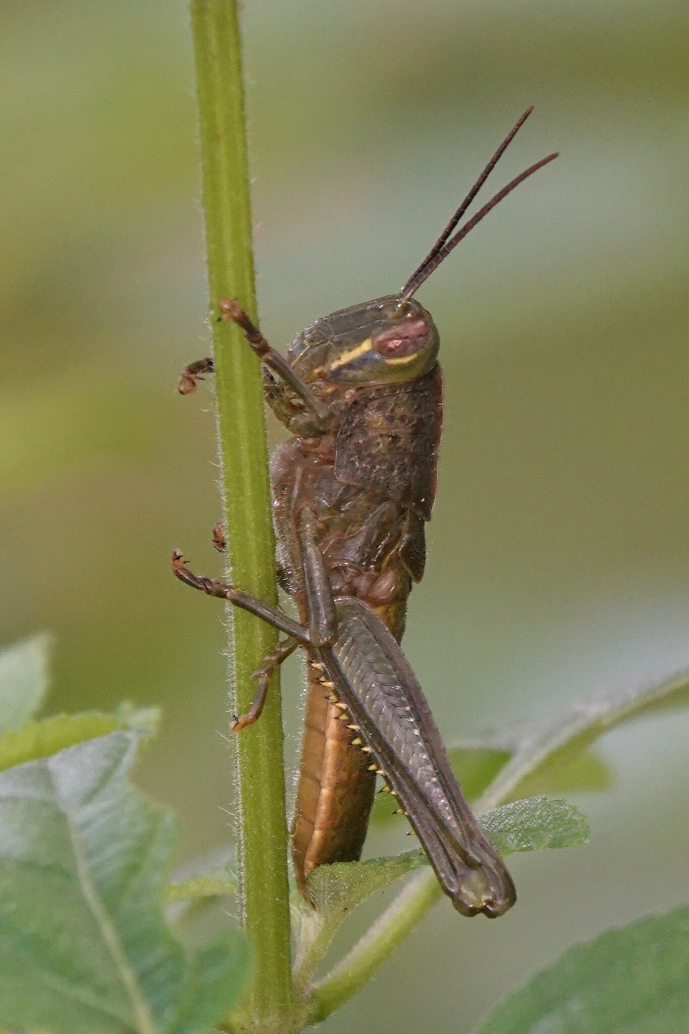 Valanga nigricornis (Burmeister, 1838)