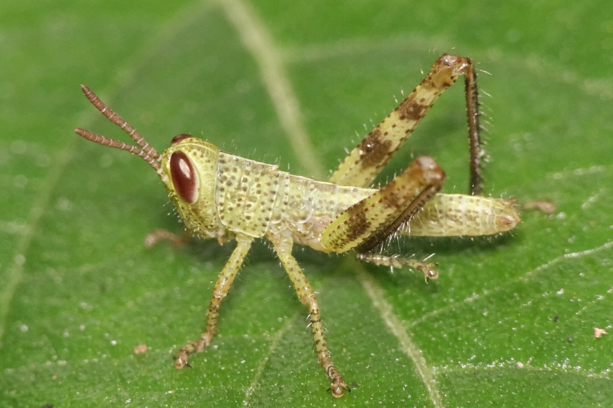 Valanga nigricornis (Burmeister, 1838)