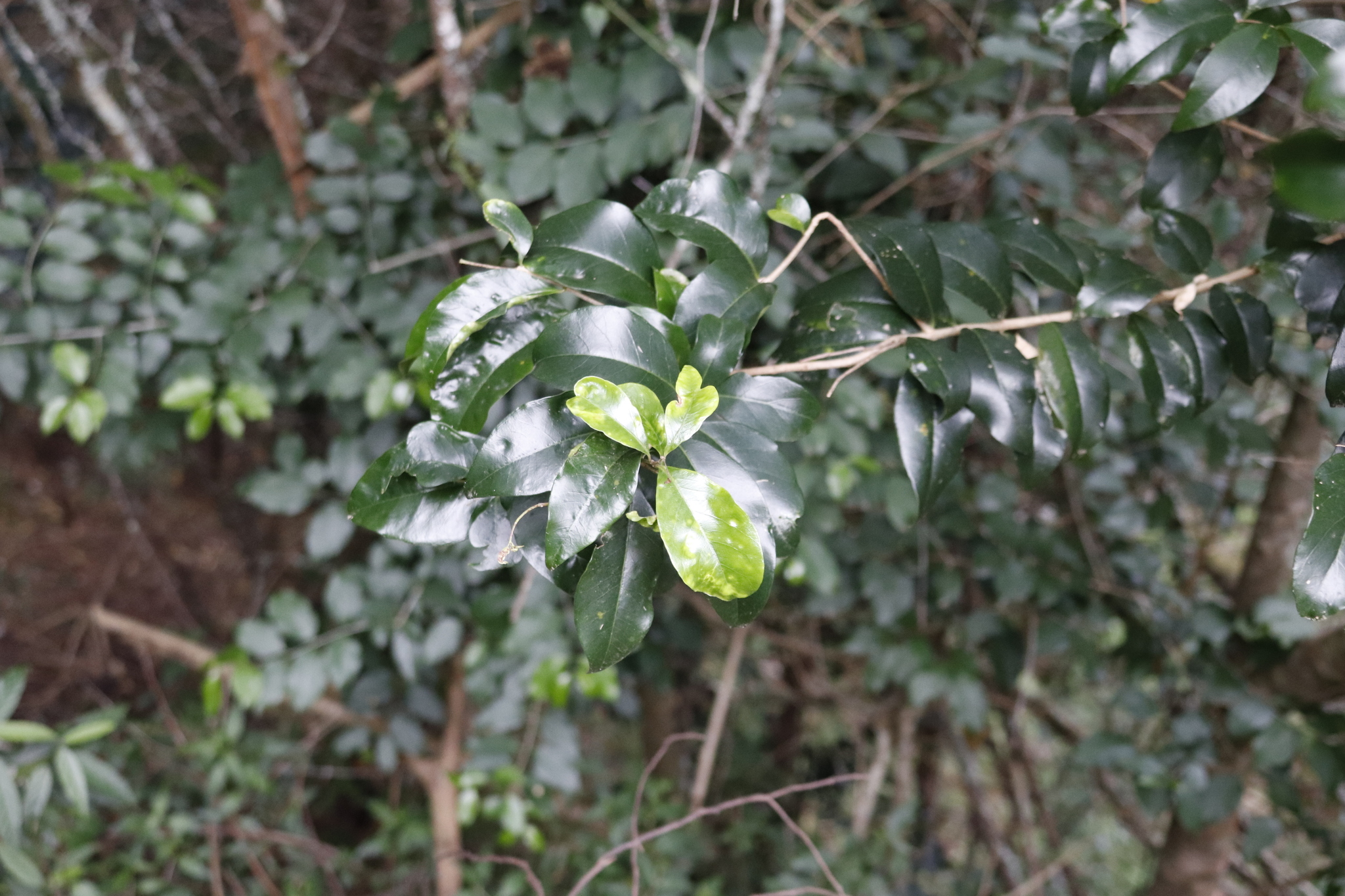 Olinia ventosa (L.) Cufod.