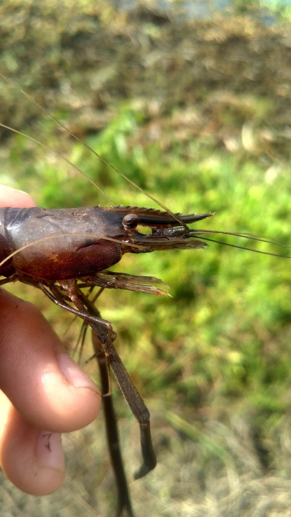 Tahitian Prawn from Pasiran Jaya on October 24, 2019 at 08:29 AM by ...