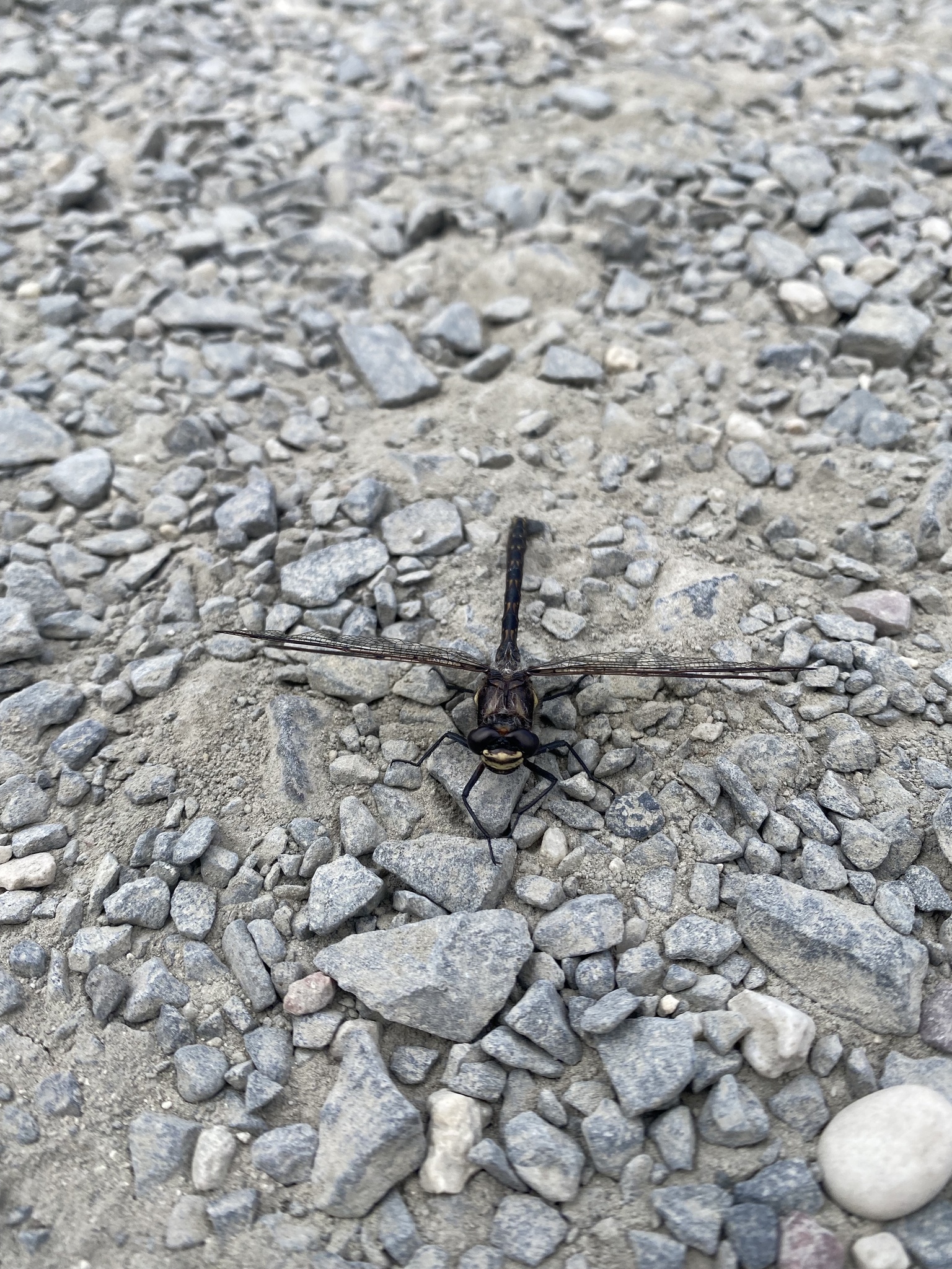 Austropetaliidae