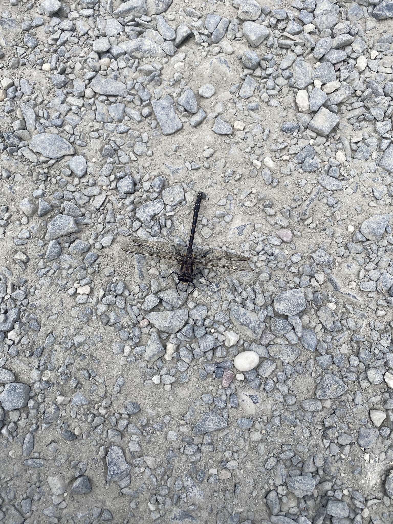 Austropetaliidae