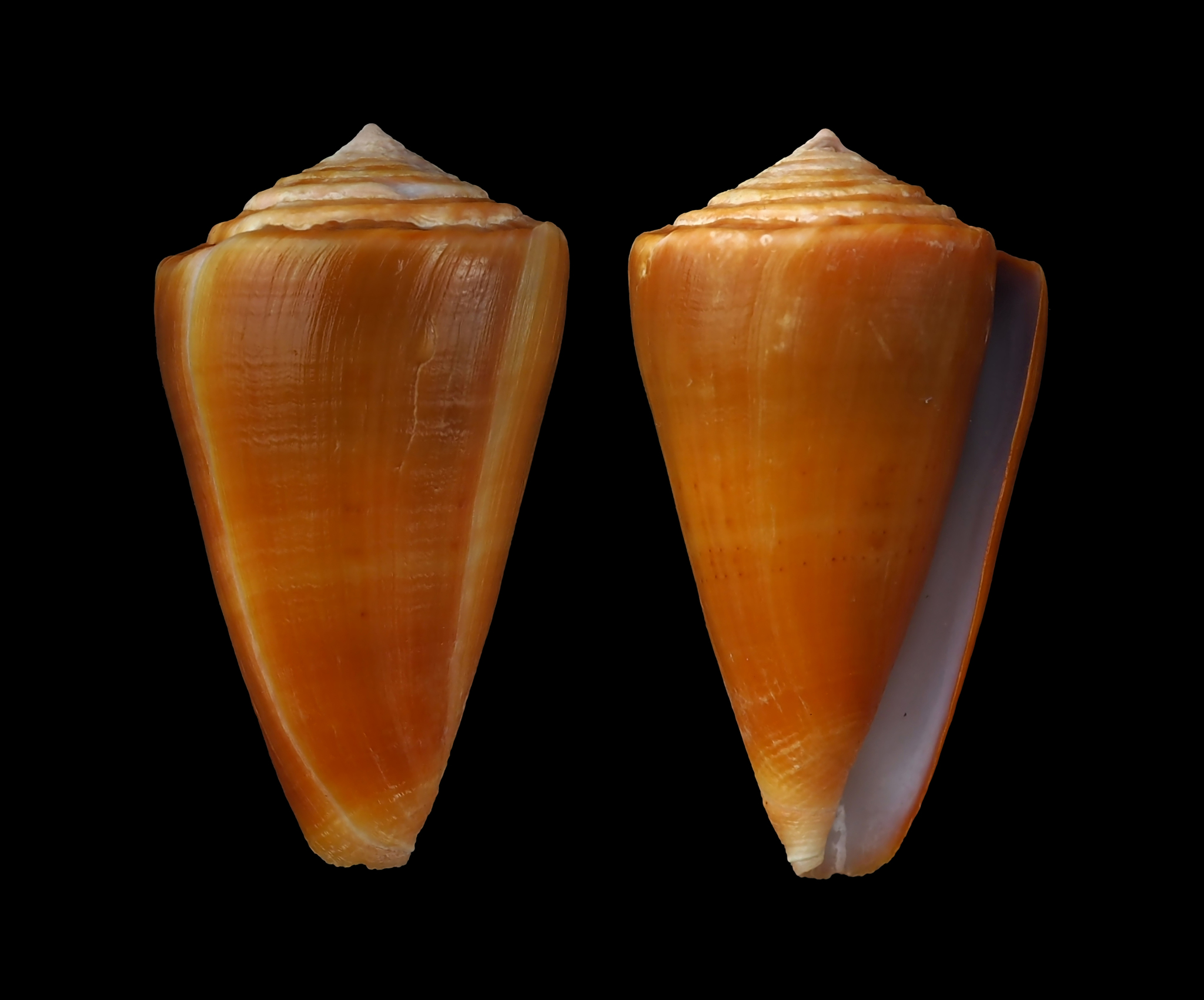 Conus daucus Hwass, 1792