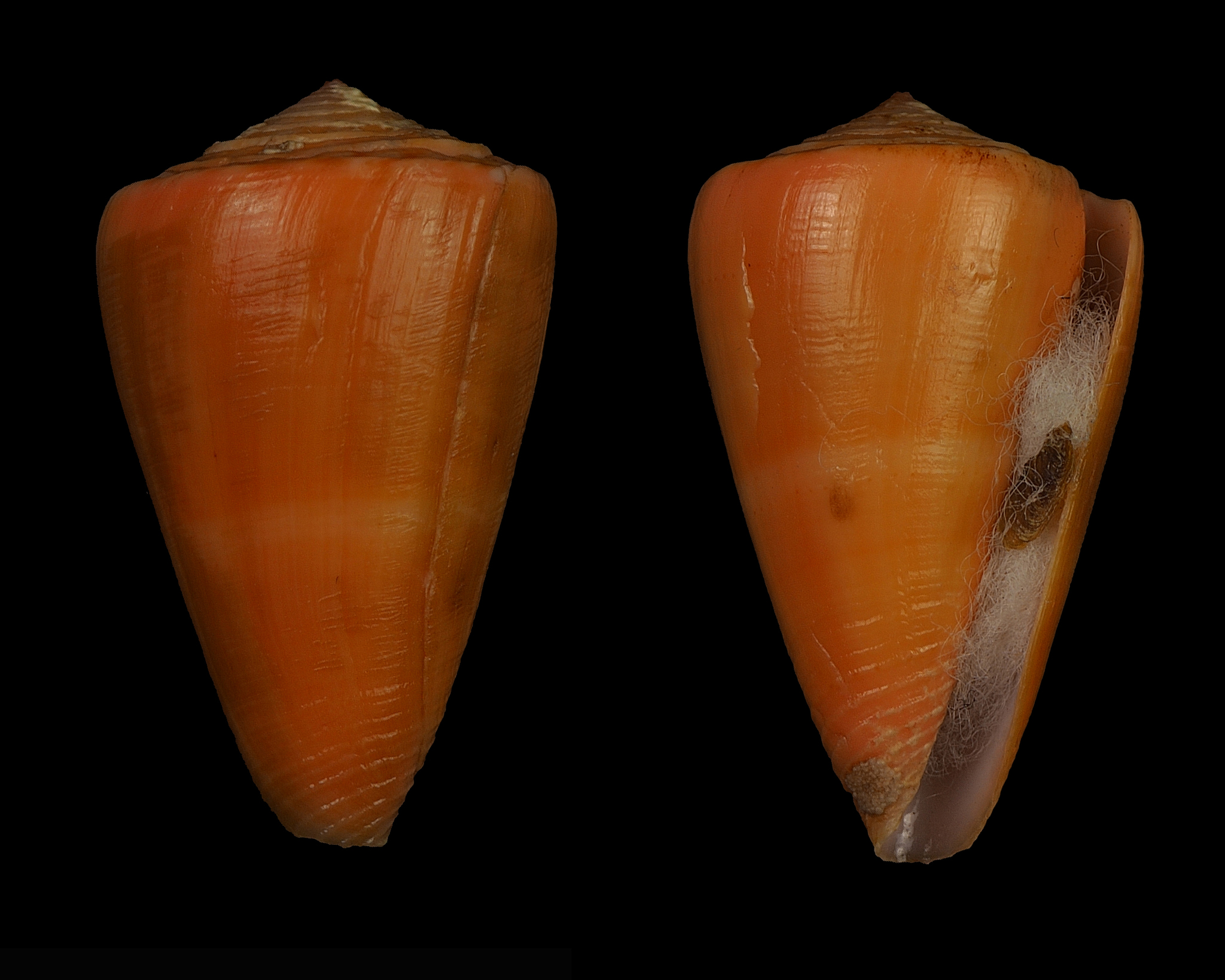 Conus daucus Hwass, 1792