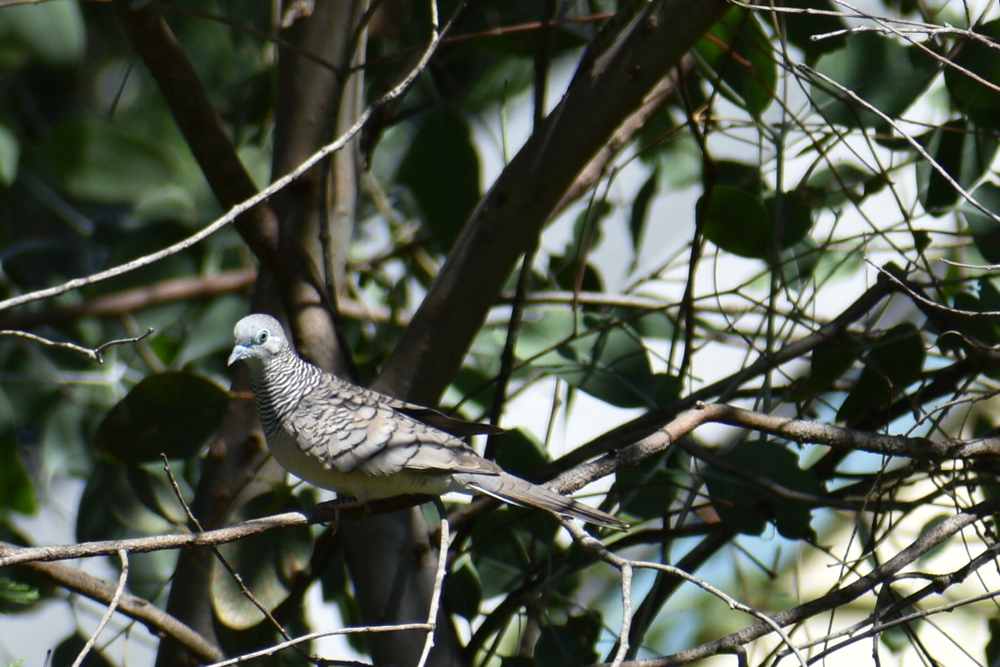 Geopelia placida Gould, 1844