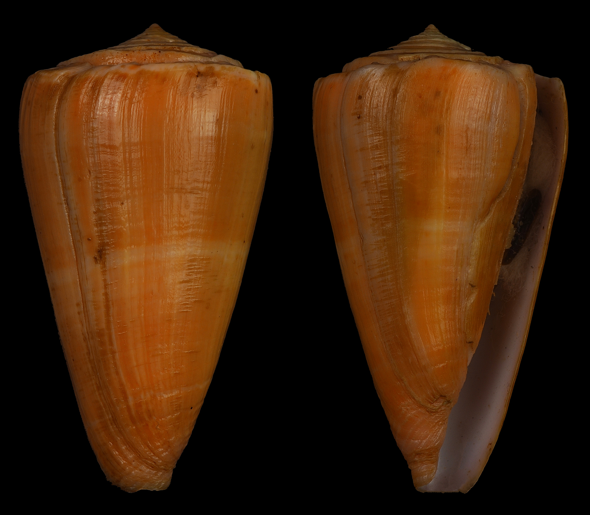 Conus daucus Hwass, 1792
