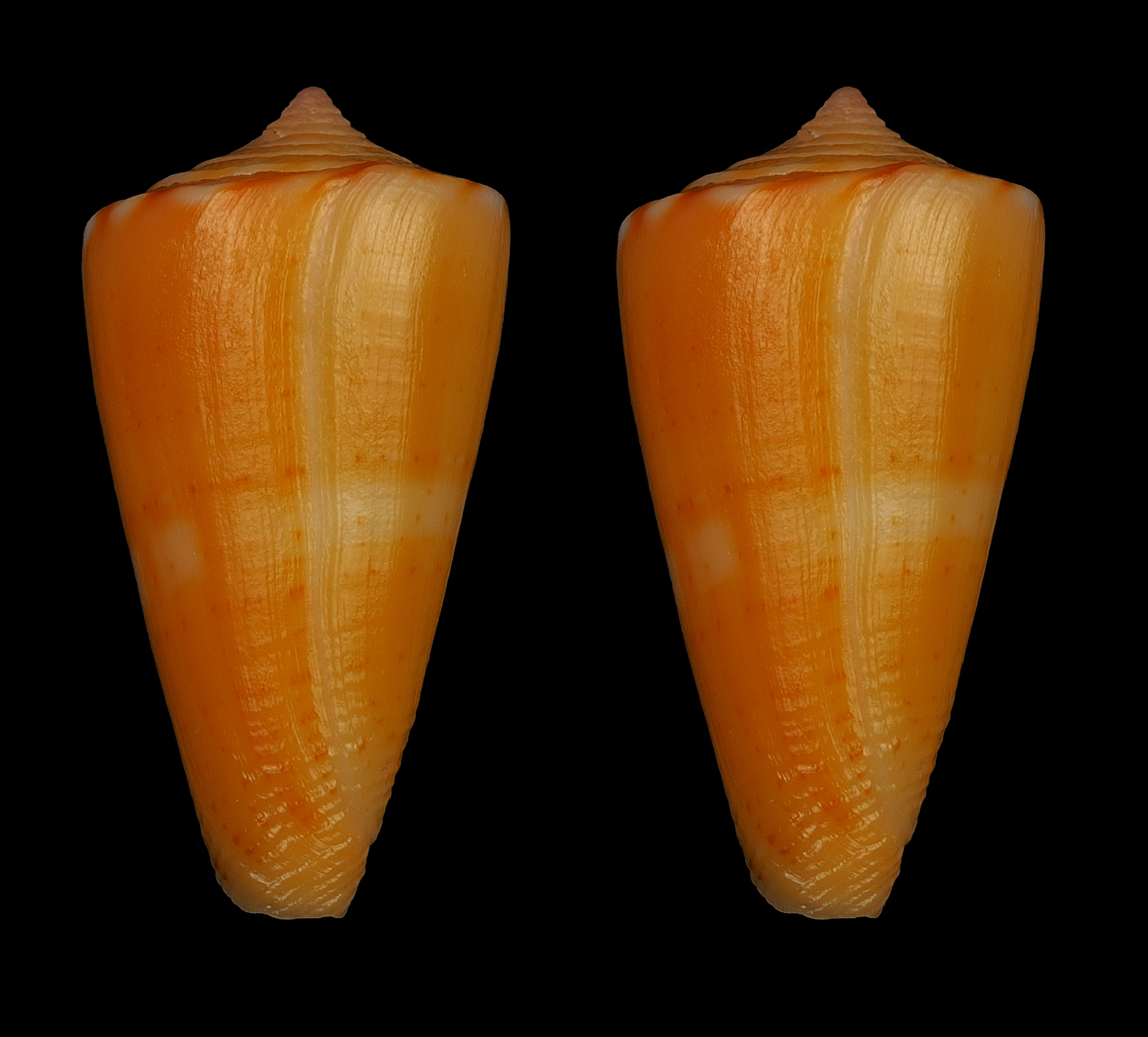 Conus daucus Hwass, 1792