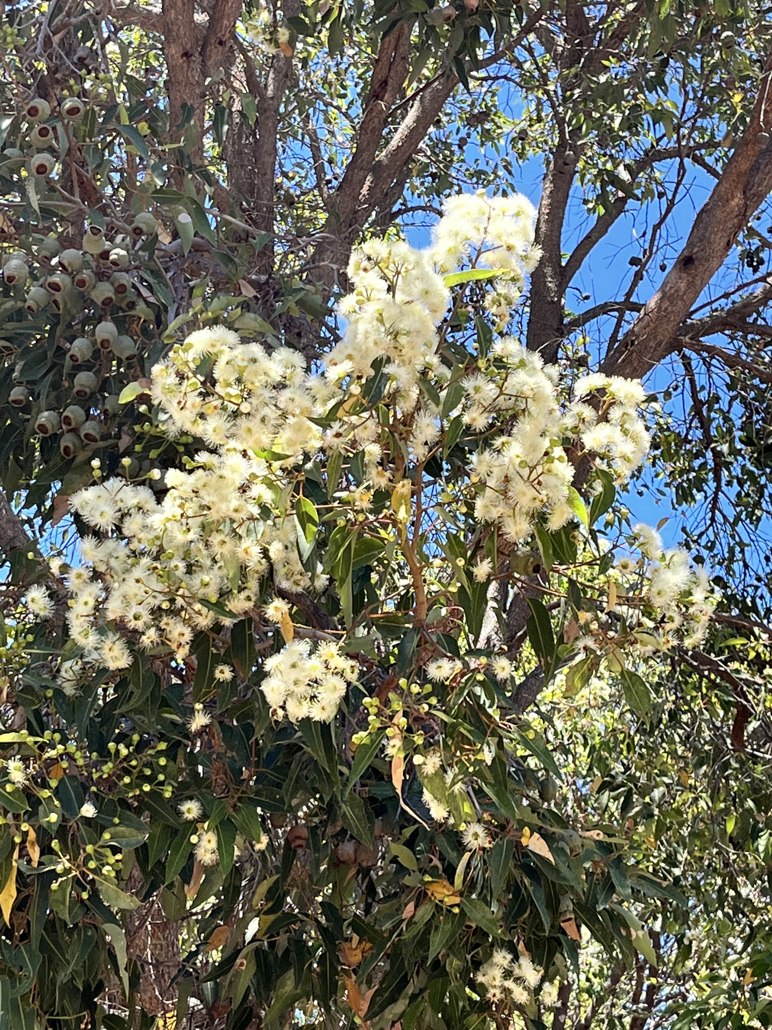 Corymbia calophylla (Lindl.) K.D.Hill & L.A.S.Johnson