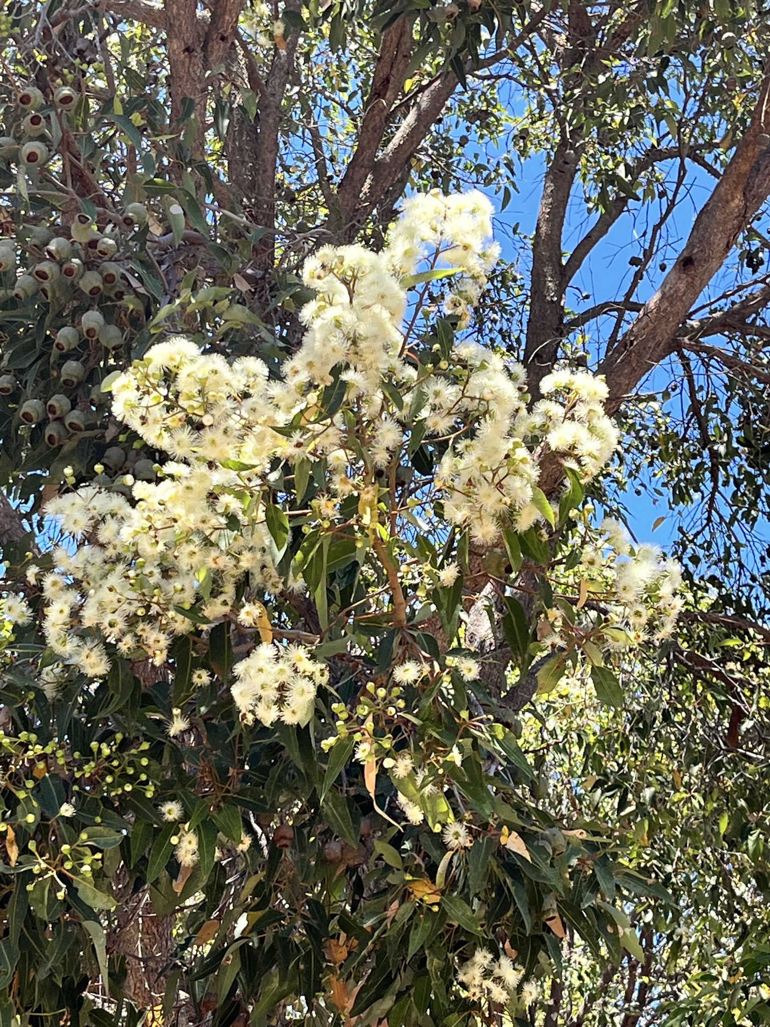 Corymbia calophylla (Lindl.) K.D.Hill & L.A.S.Johnson