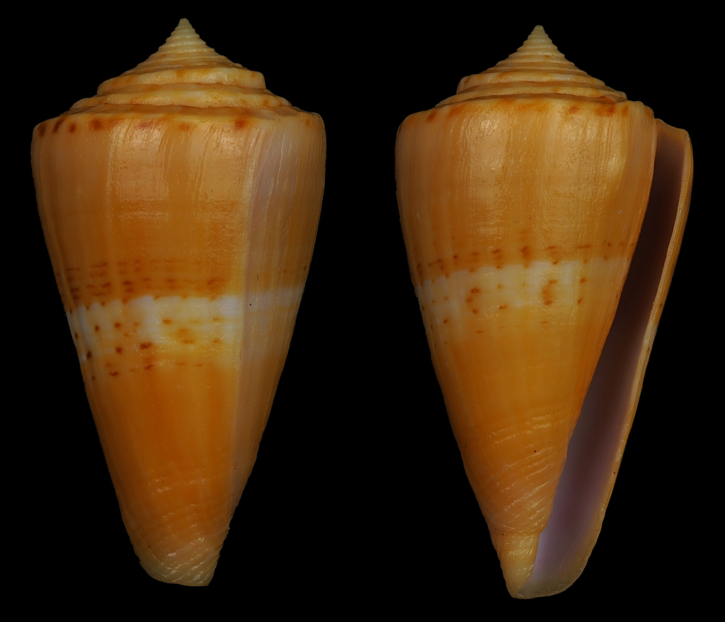 Carrot Cone (Gastropods of the United States Pt.2) · iNaturalist