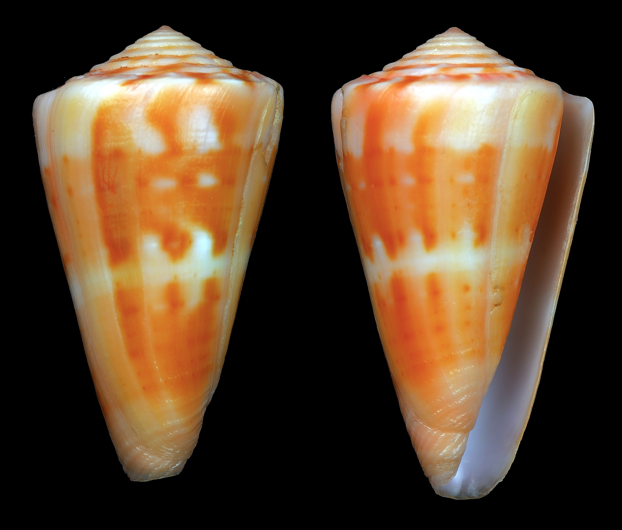 Conus daucus Hwass, 1792