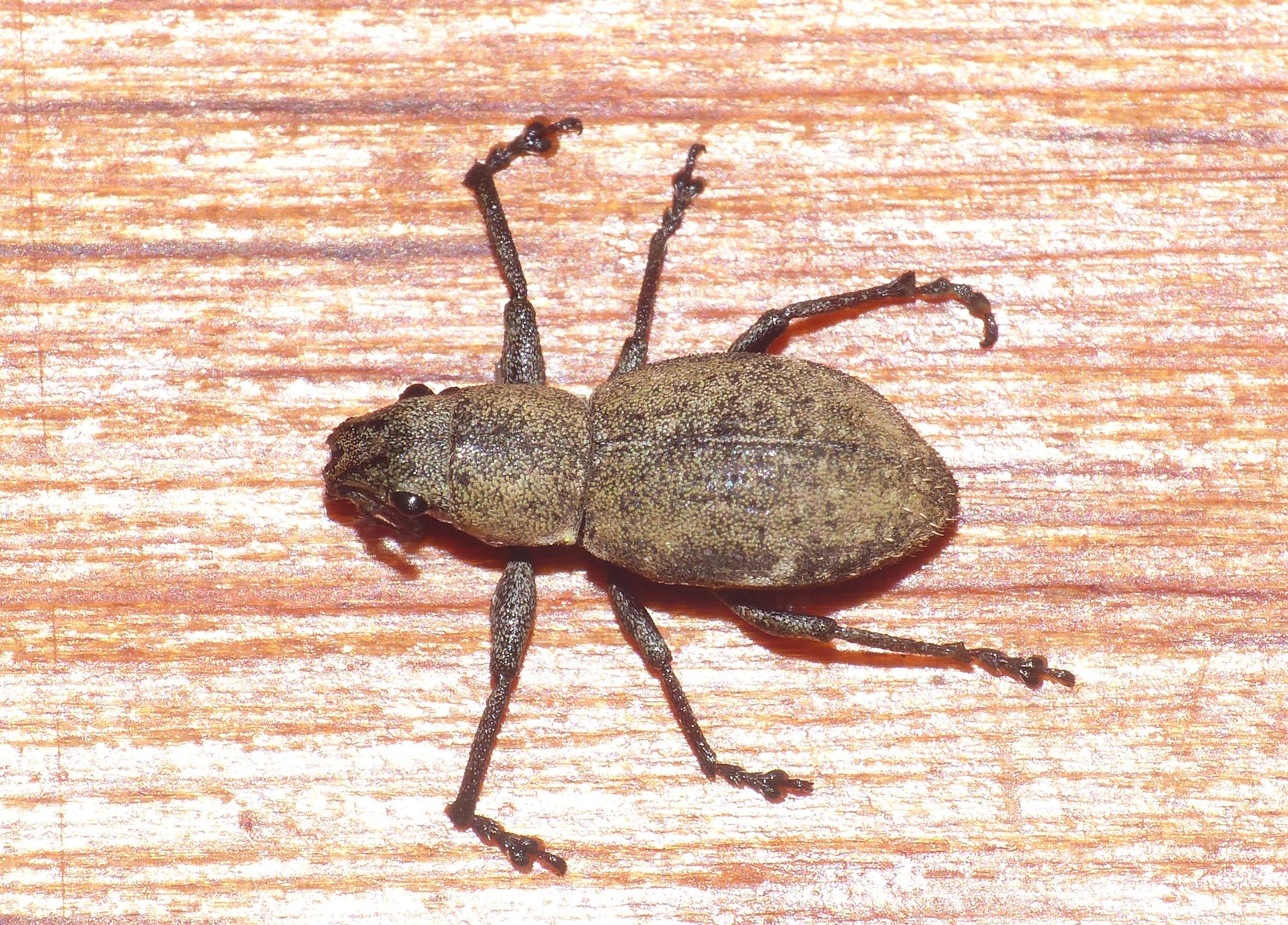 Pantomorus cervinus (Boheman, 1840)