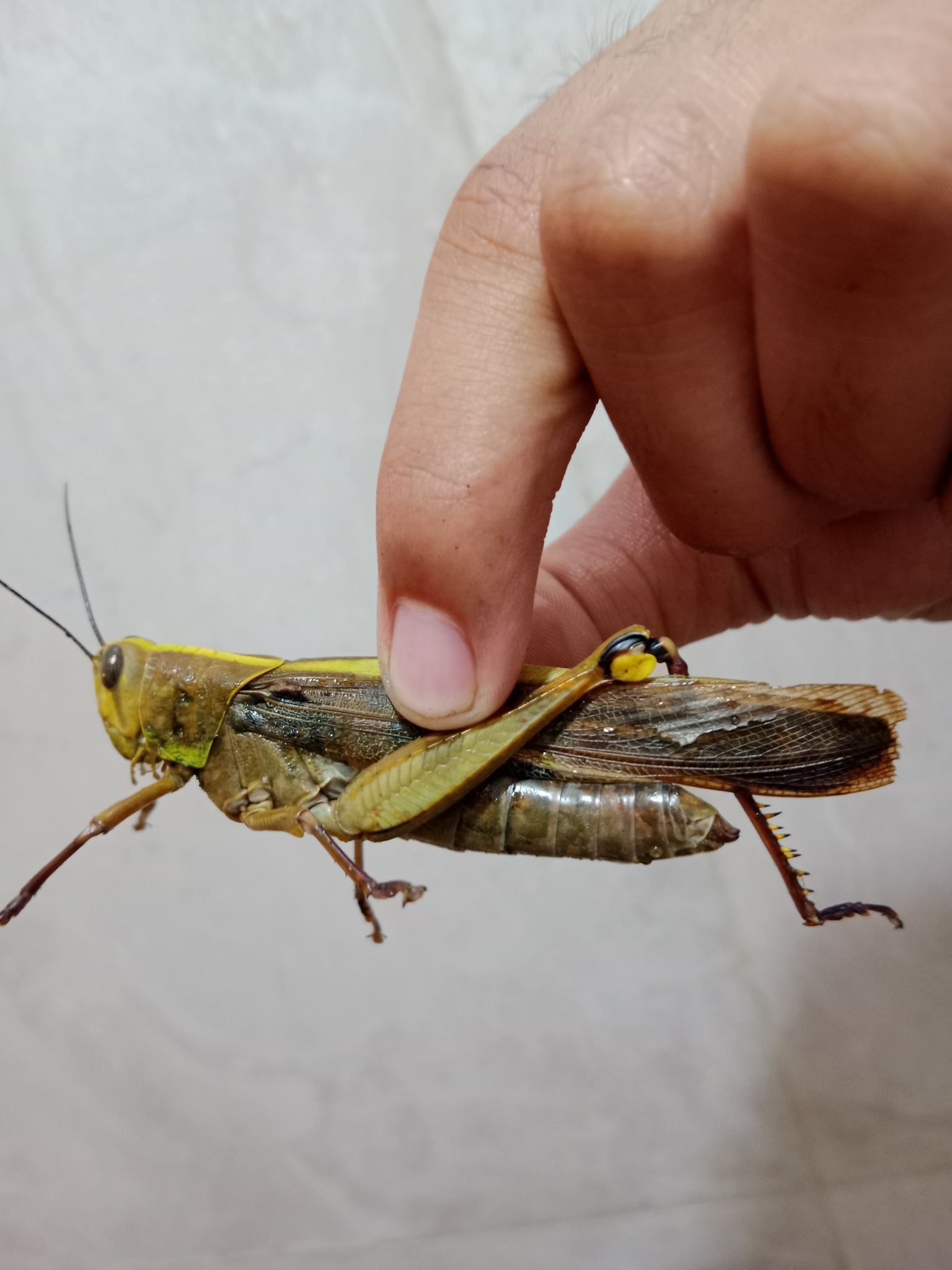 Valanga nigricornis (Burmeister, 1838)