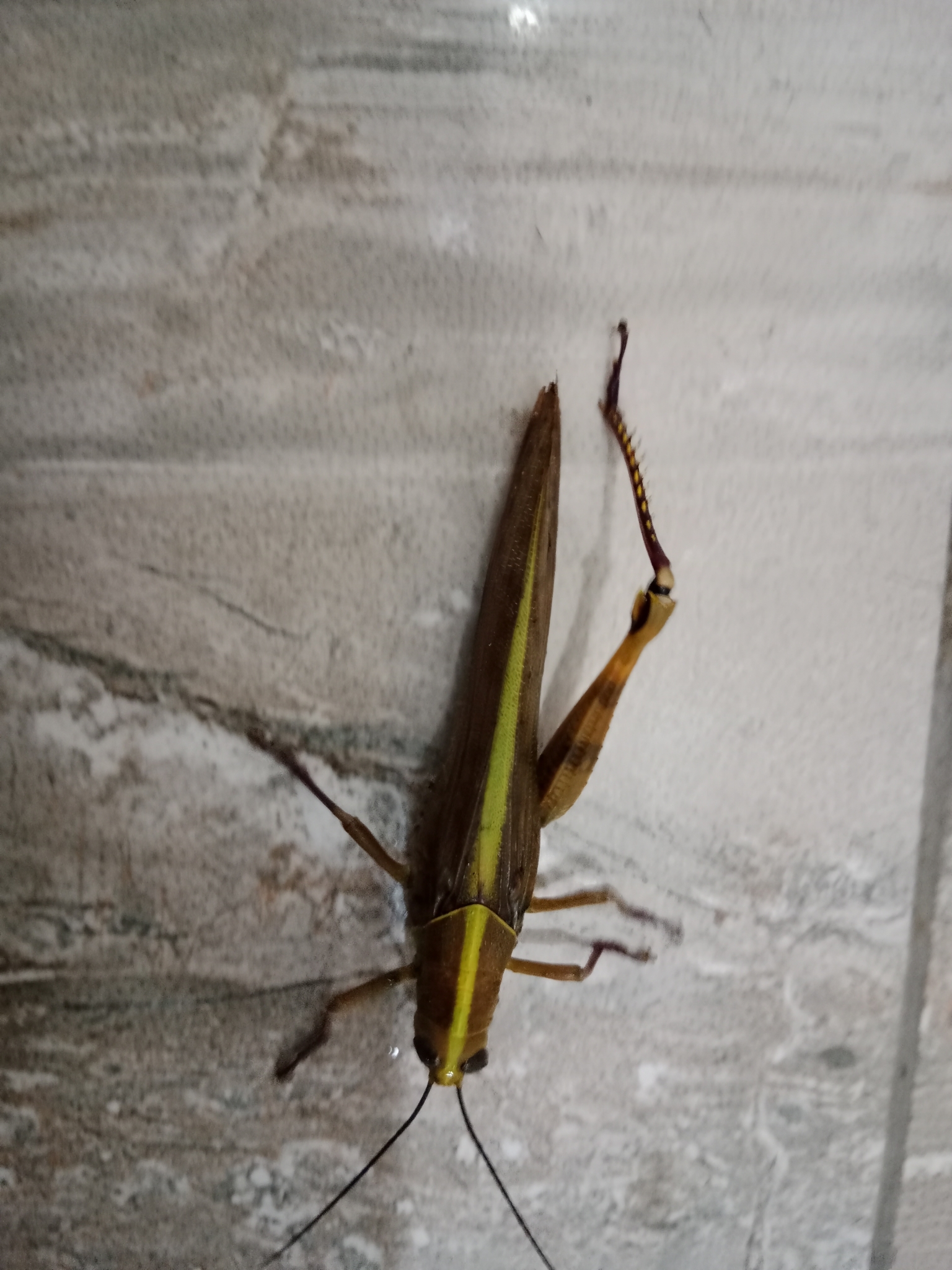 Valanga nigricornis (Burmeister, 1838)