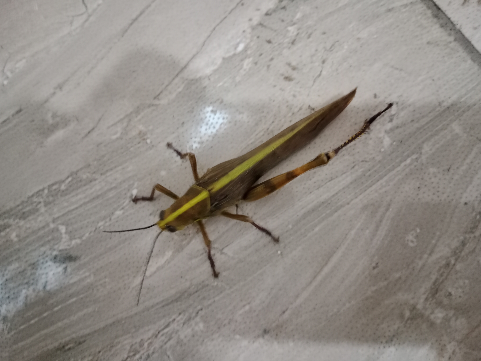 Valanga nigricornis (Burmeister, 1838)