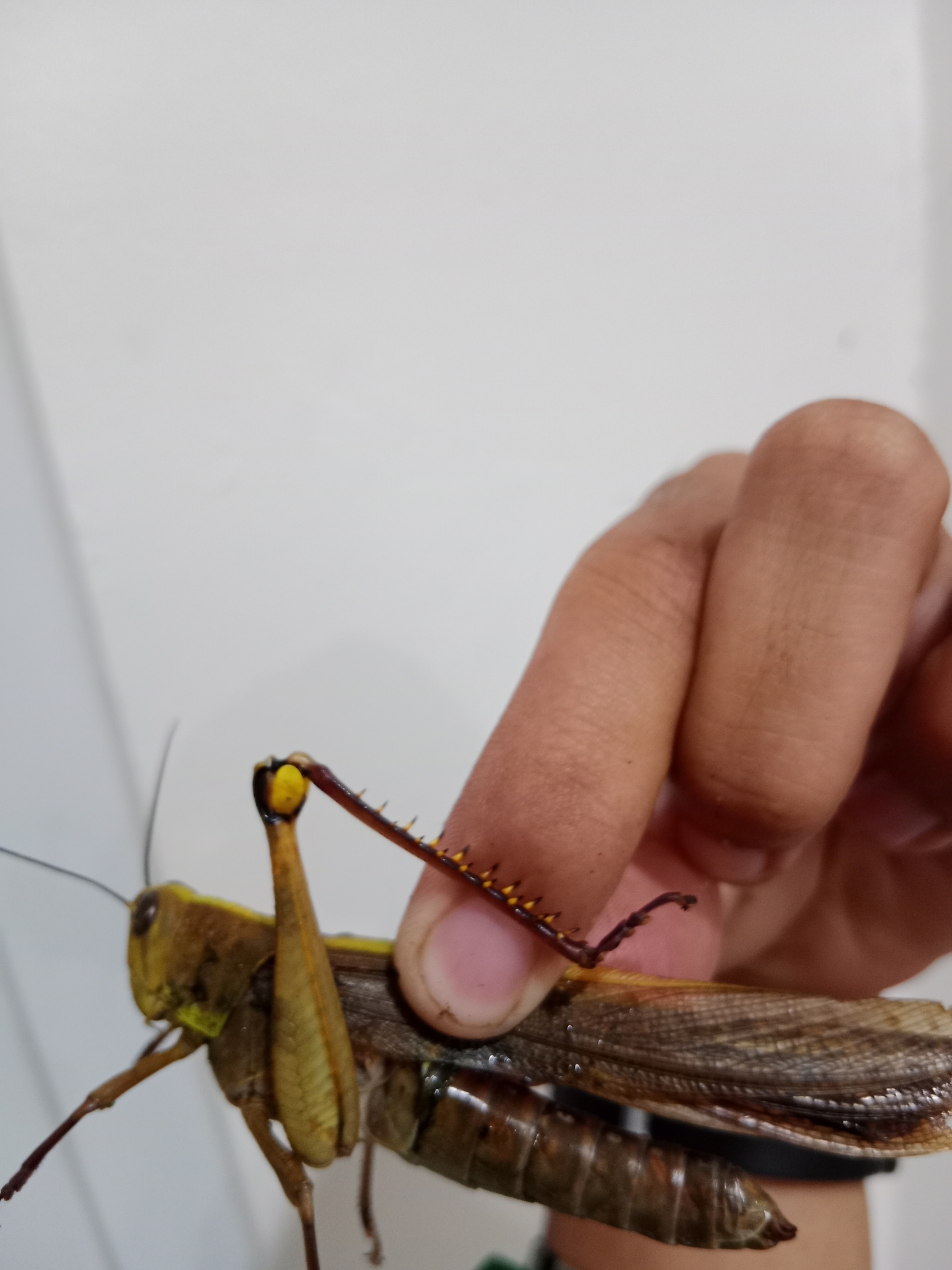 Valanga nigricornis (Burmeister, 1838)