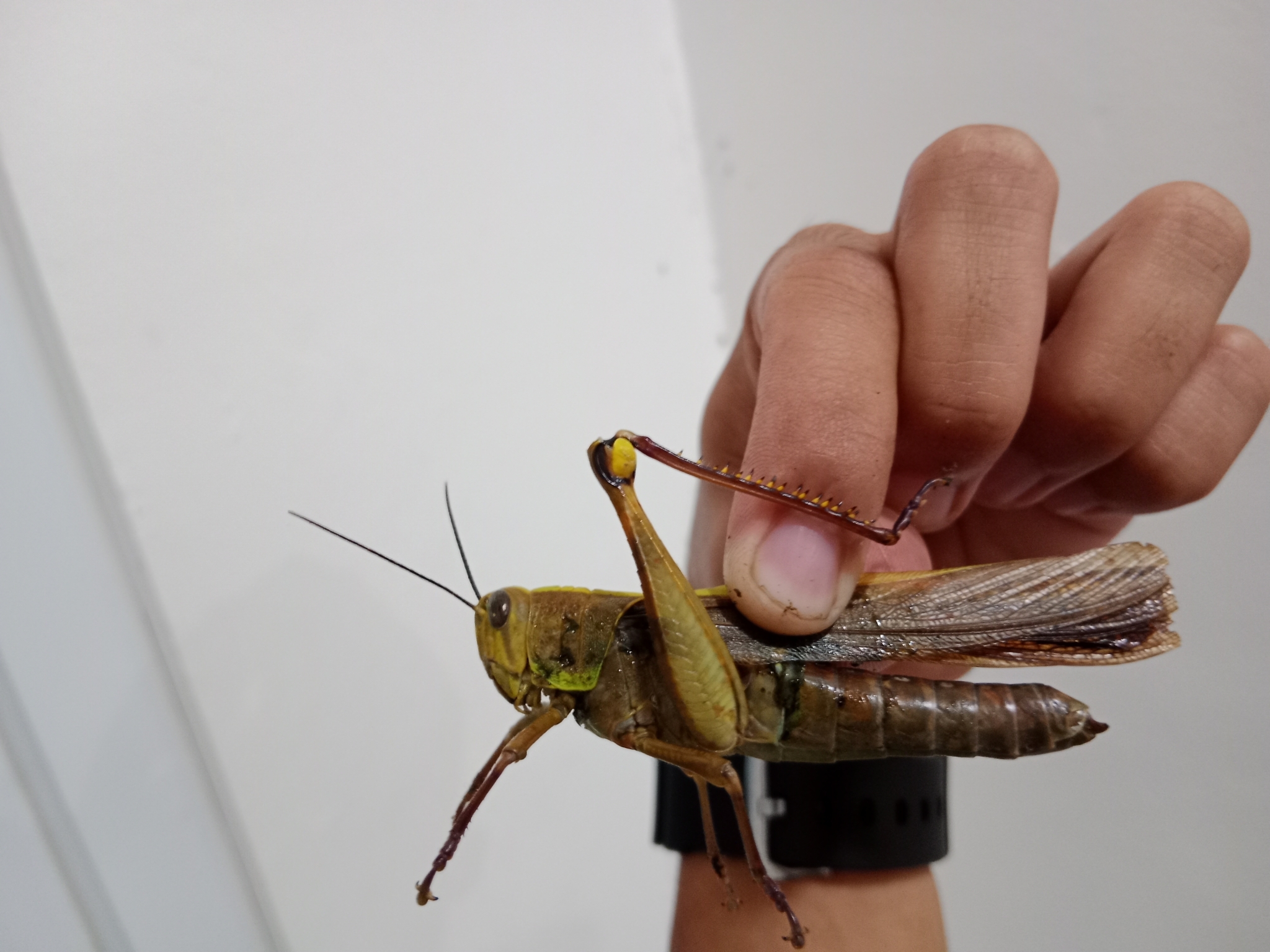 Valanga nigricornis (Burmeister, 1838)