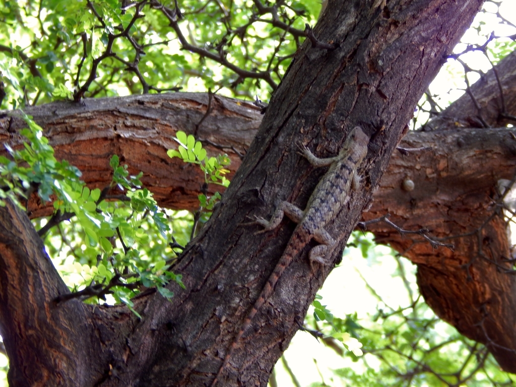 Texas Spiny Lizard from Blvd. Emilio Portes Gil 1301, Banrural, 87010 ...